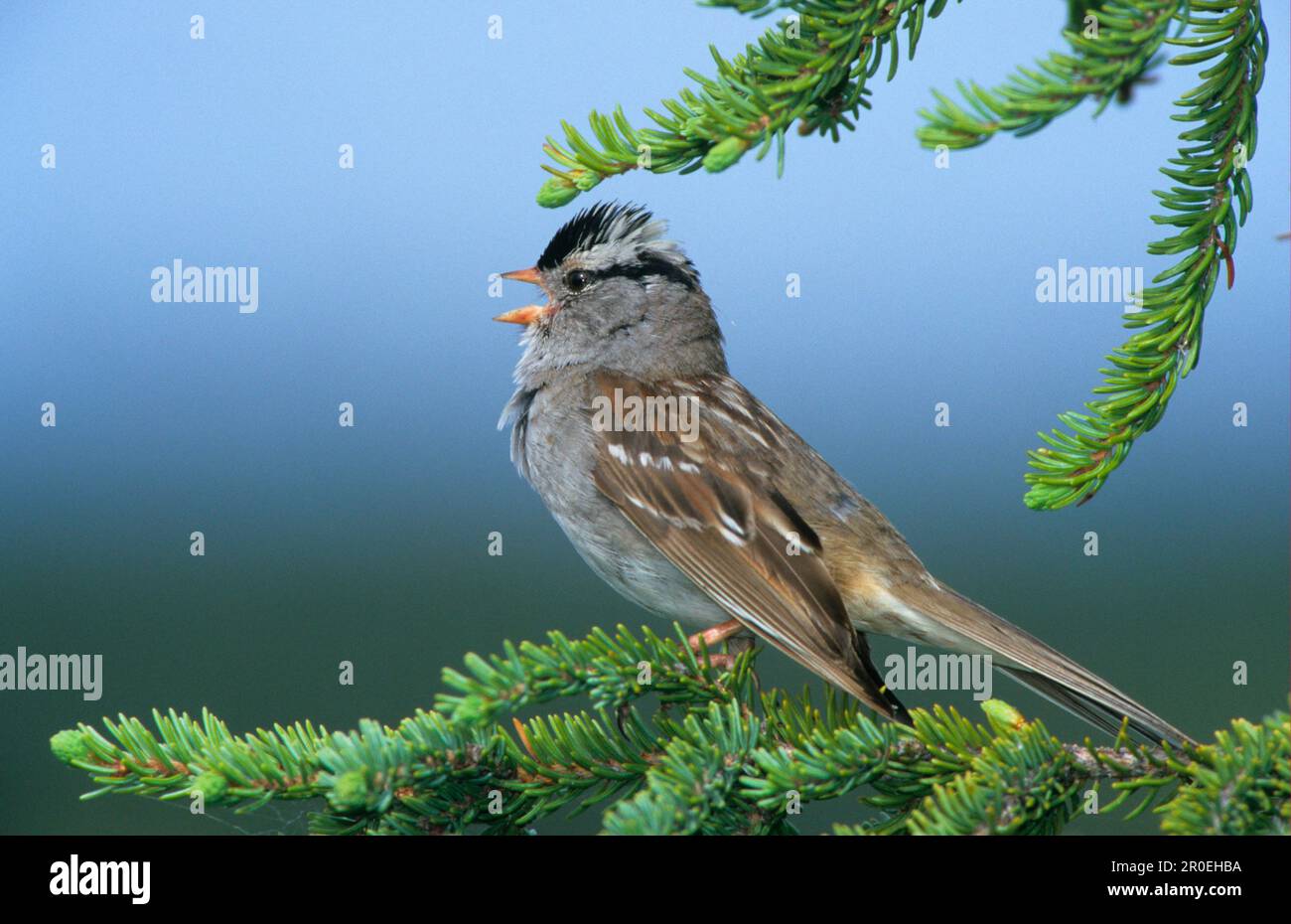 White Crowned white-crowned sparrow (Zonotrichia leucophrys) Male song ...