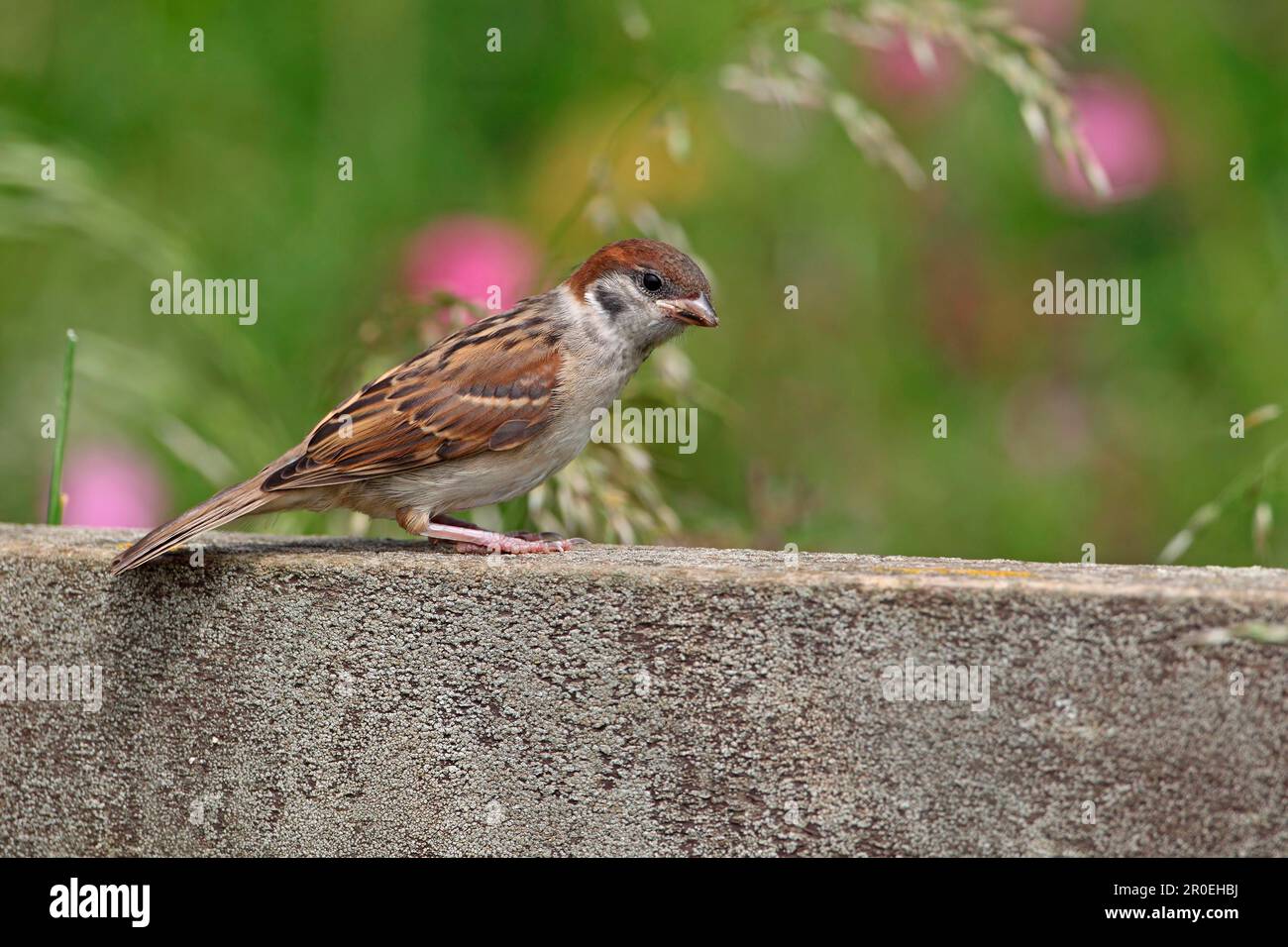 Juvenile tree sparrow hi-res stock photography and images - Alamy