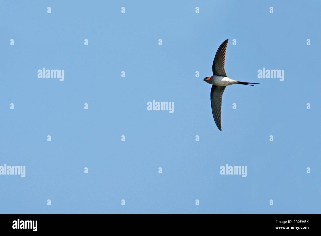 Crested Treeswift (Hemiprocne coronata) adult, in flight, Bondla Forest ...