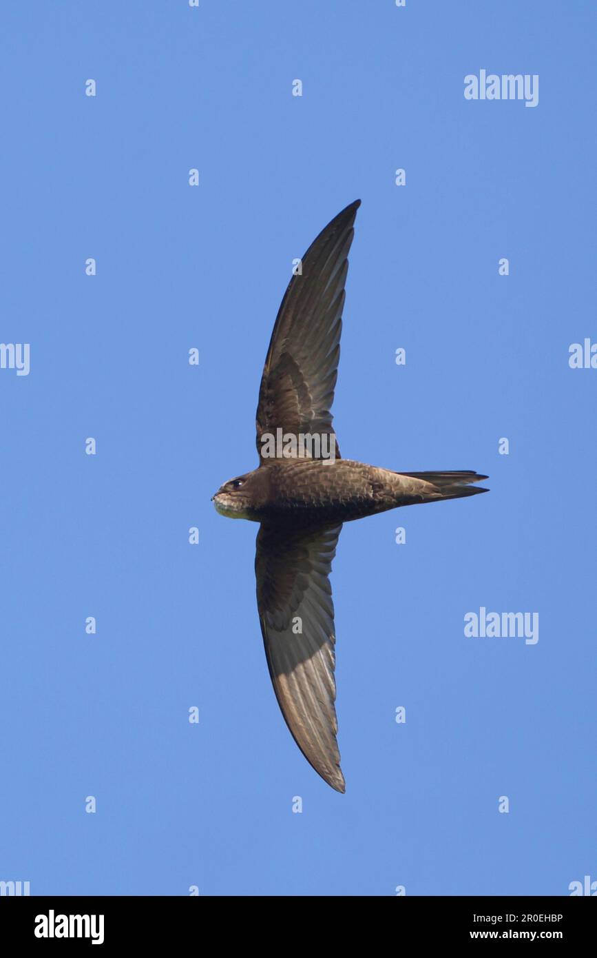Common swift (Apus apus), adult, in flight, with throat sac full of ...