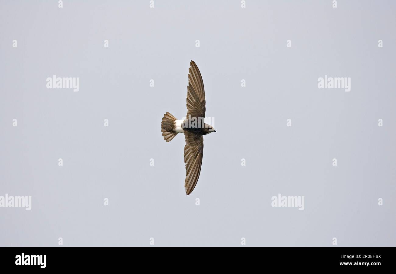 Swift bird africa hi-res stock photography and images - Alamy