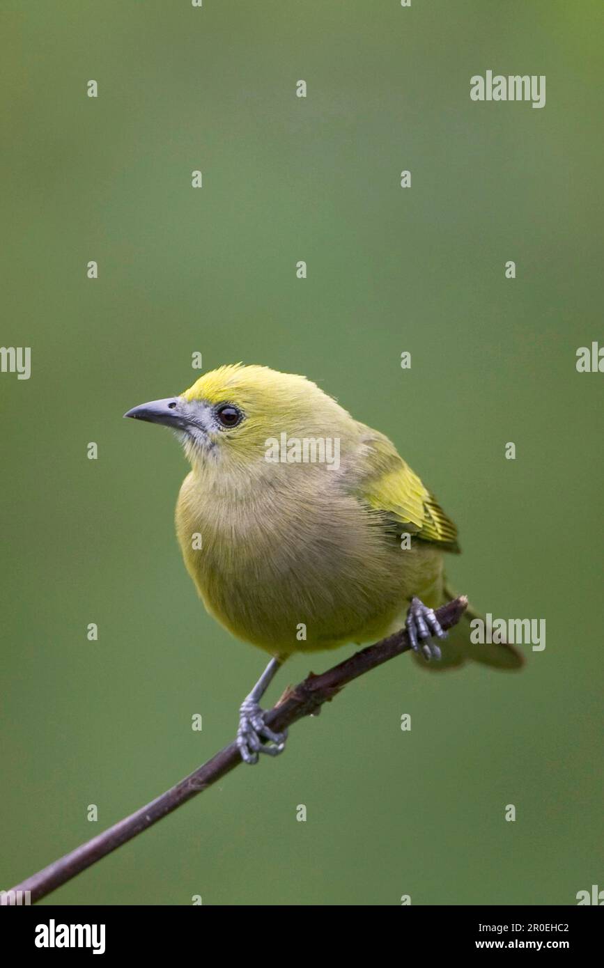 Palm Tanager (Thraupis palmarum) adult, perched on twig, Trinidad ...