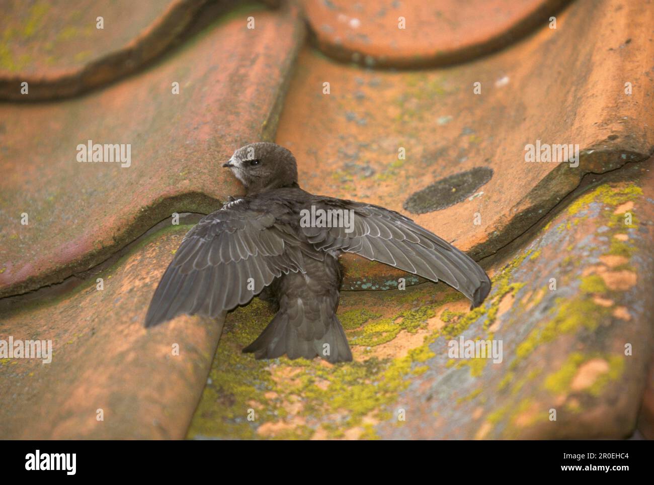 Common swift (Apus apus), Animals, Birds, Swift Stock Photo - Alamy