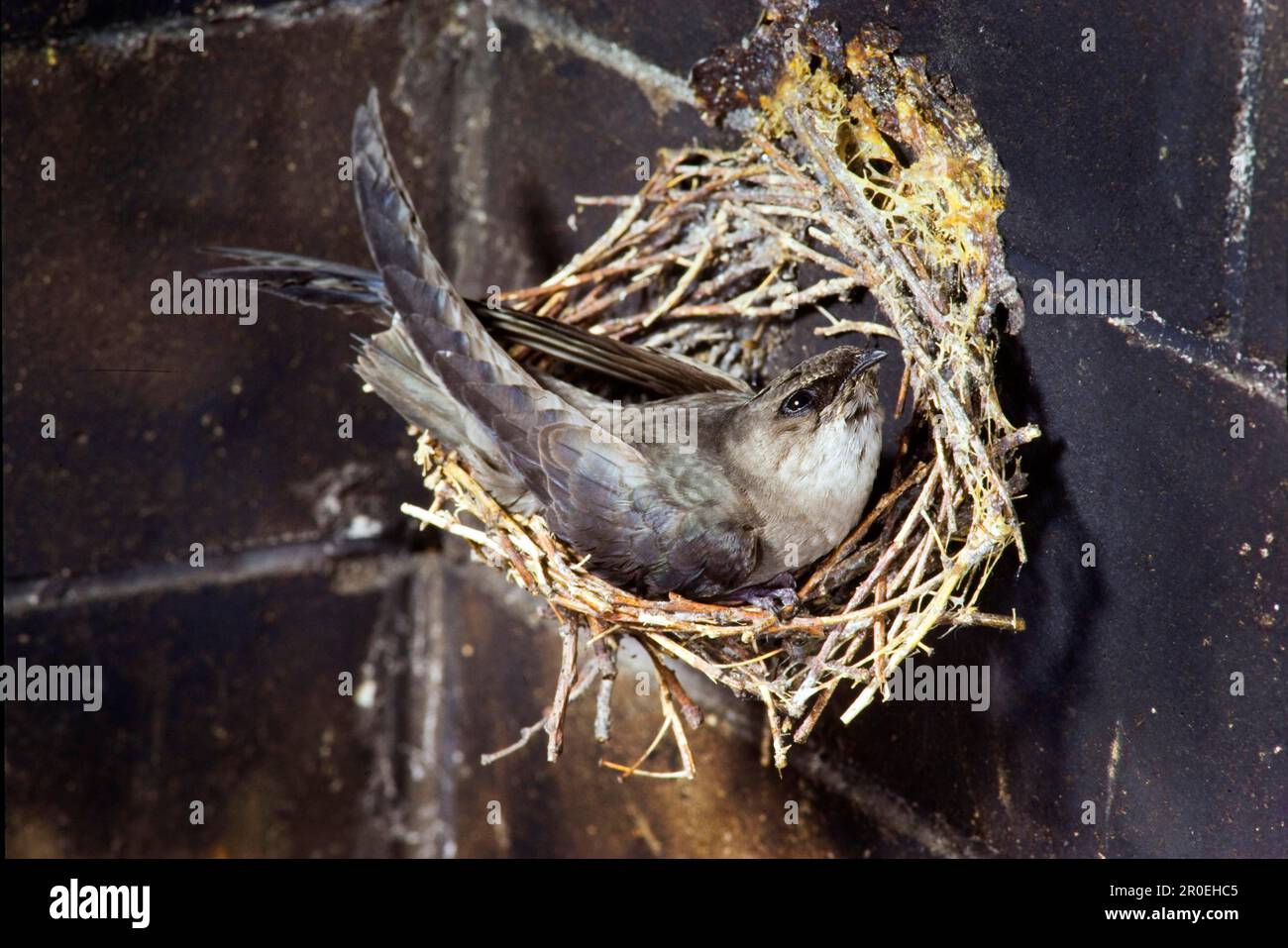 Chimney swift (Chaetura pelagica), adult, sitting on a nest in a ...
