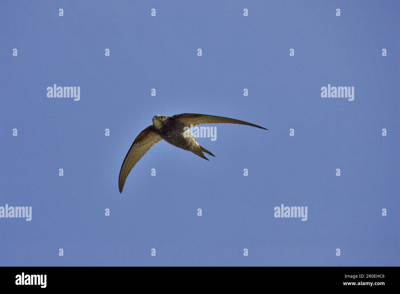 Common swift (Apus apus) adult in flight Stock Photo - Alamy