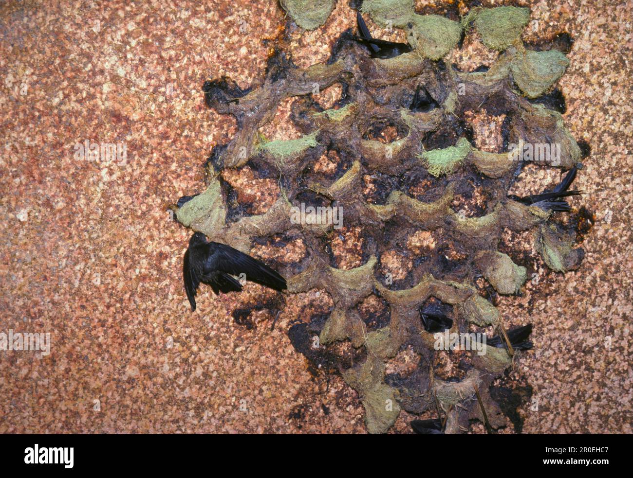 Cave Swift (Collocalia francica elaphra) birds at nesting site, La ...