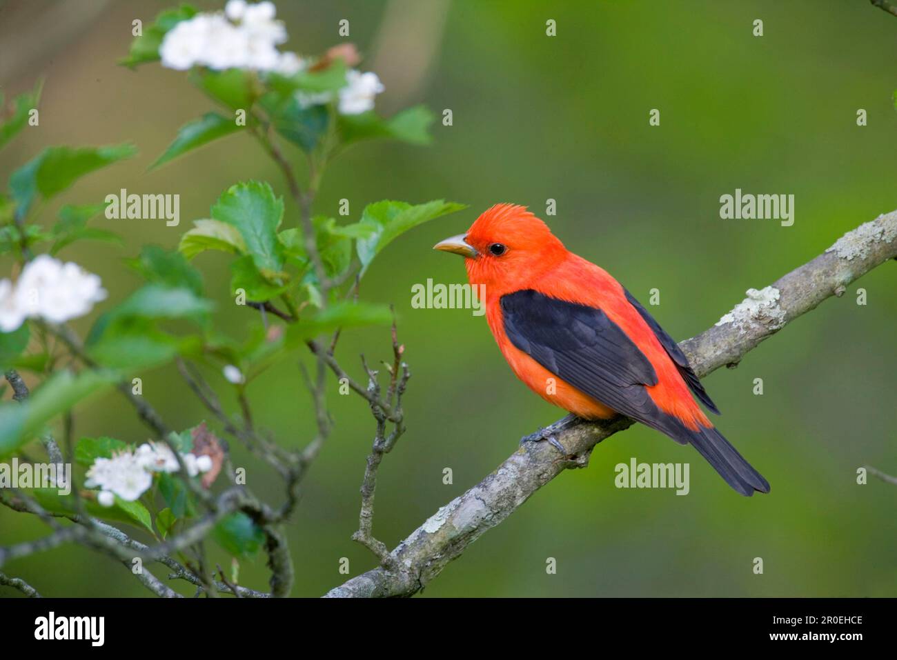 Scarlet tanager (Piranga olivacea), scarlet tanager, tanagers ...