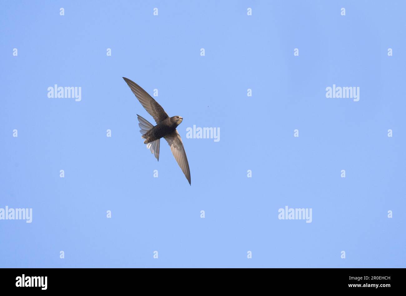 Common Swift (Apus apus) adult, in flight, hunting with beak open ...