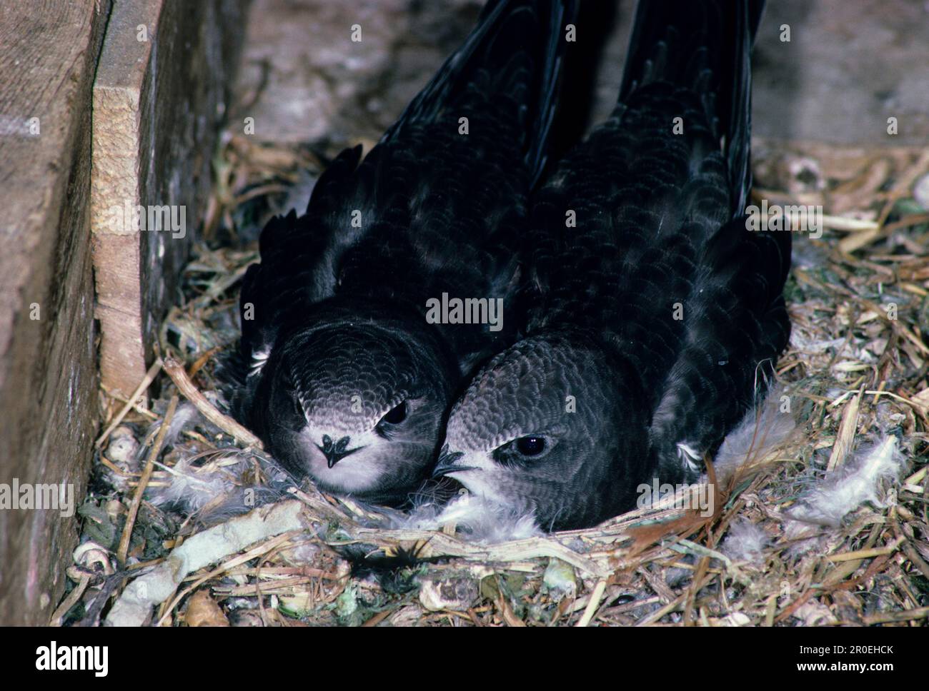 Common swift (Apus apus) Two young in nest, Southwater, Sussex (S Stock ...