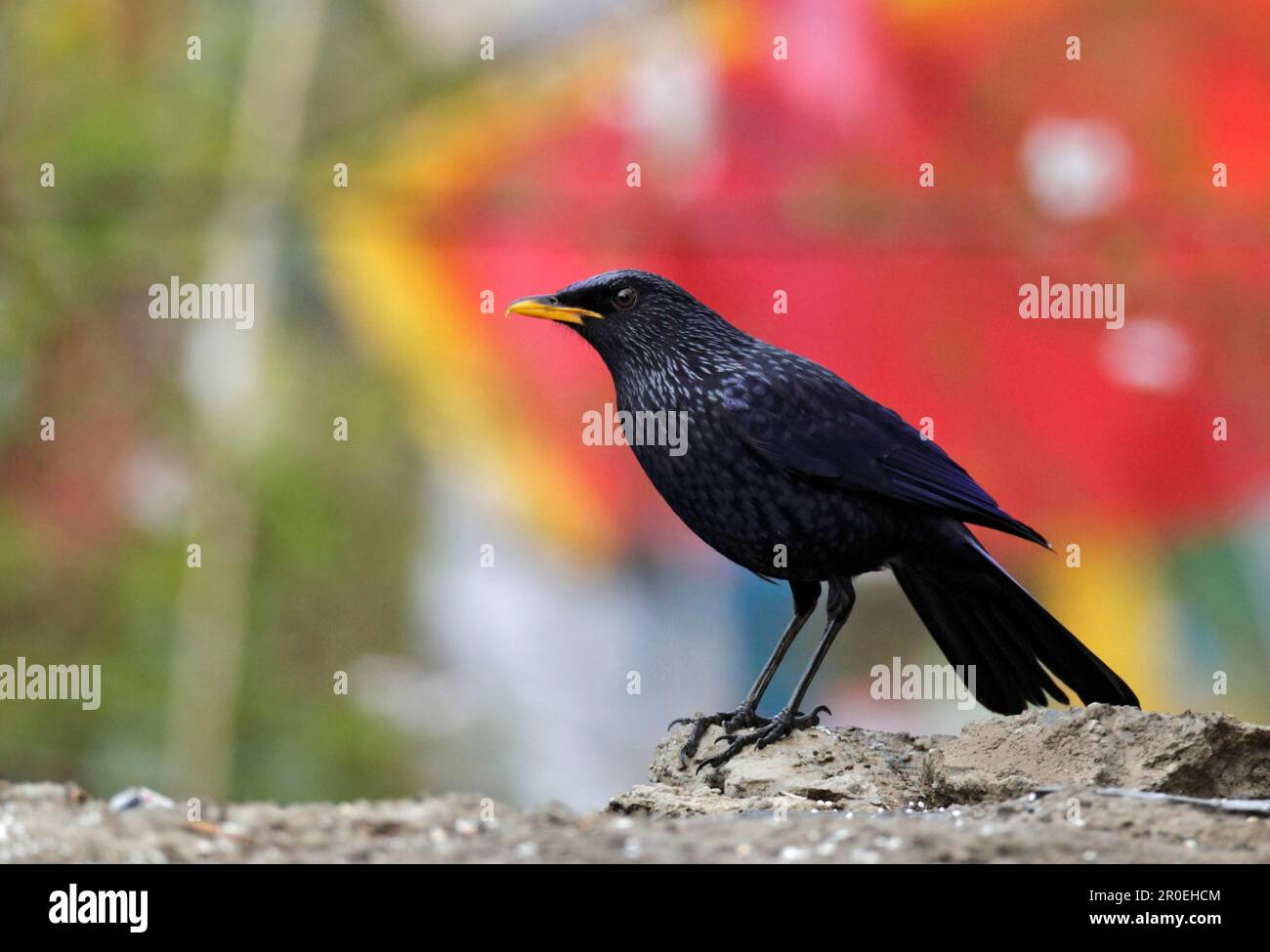 Blue Whistling-thrush (Myiophonus caeruleus) adult, standing with ...
