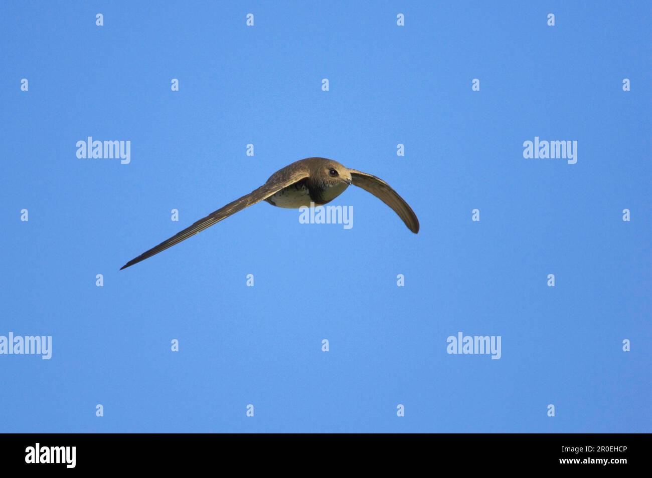Alpine swift (Apus melba) adult, in flight, Extramadura, Spain Stock ...