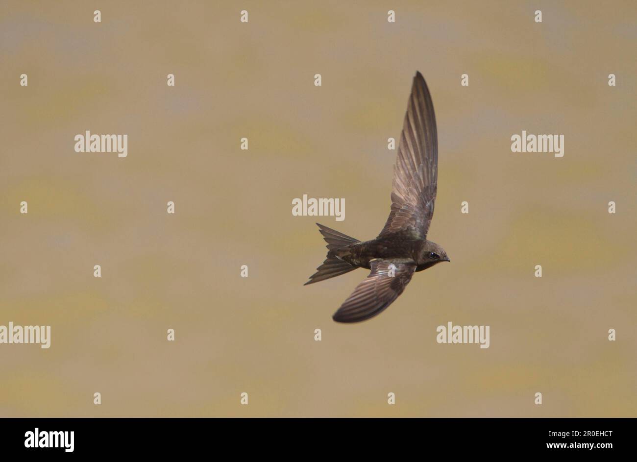 Swift bird in mid flight hi-res stock photography and images - Alamy