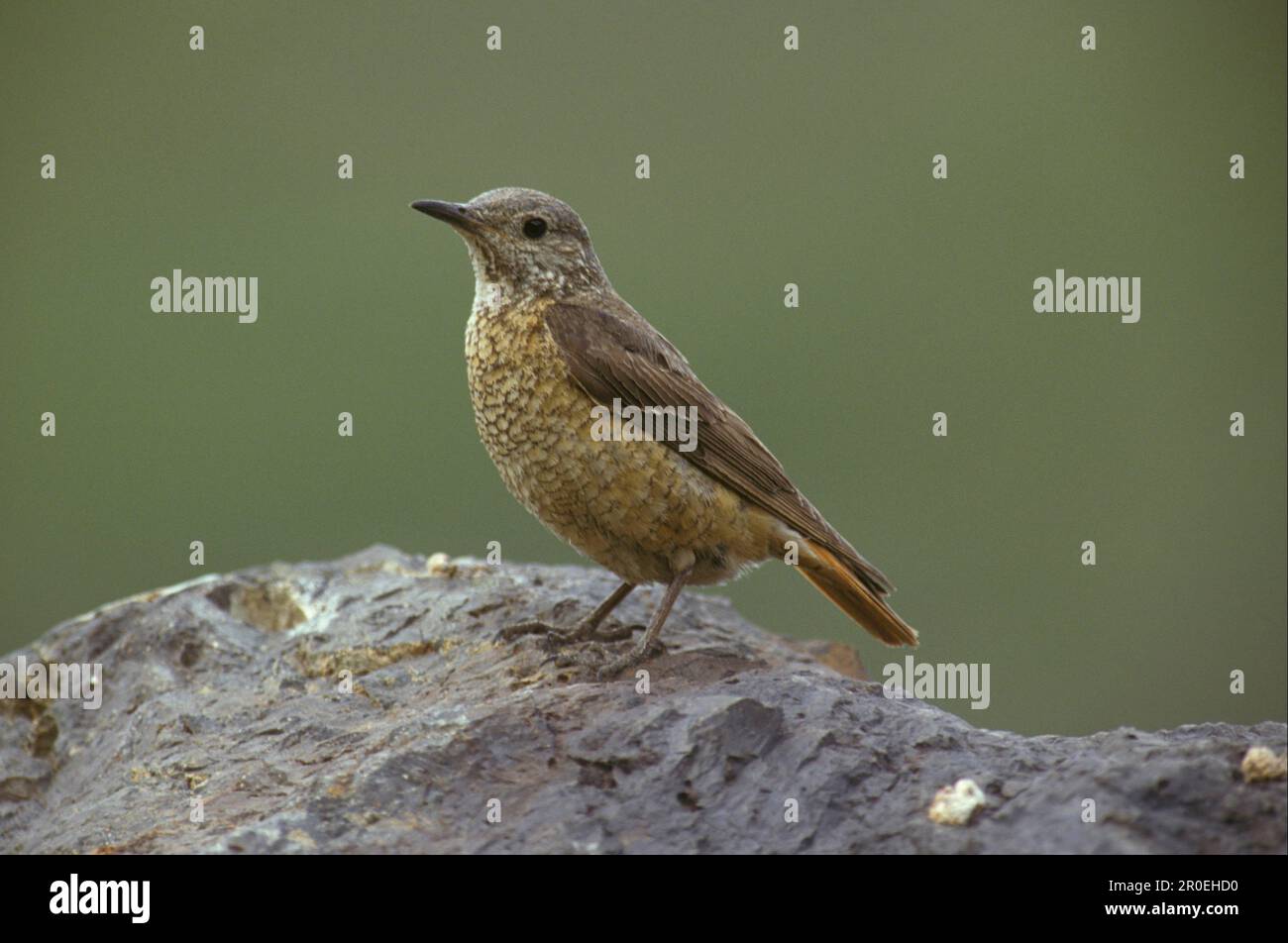 Common rock thrush (Monticola saxatilis), Songbirds, Animals, Birds ...