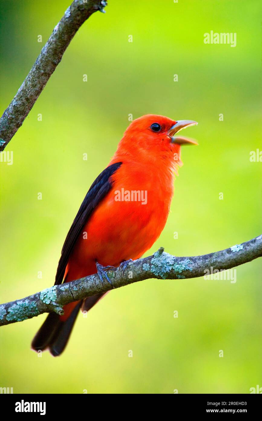 Scarlet tanager (Piranga olivacea), scarlet tanager, tanagers ...