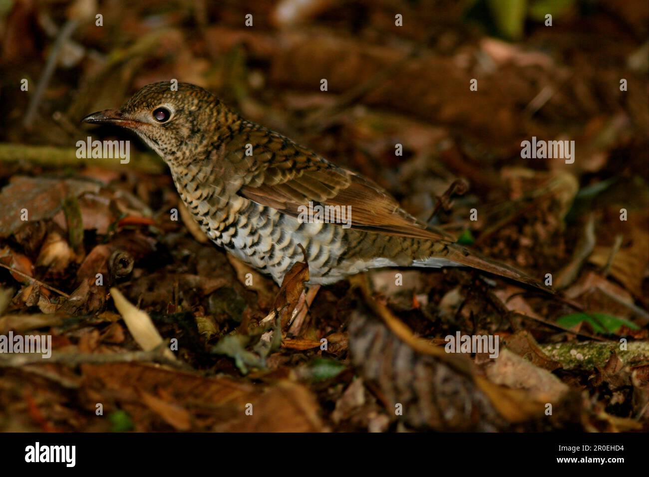 Heine's Ground Thrush, Heine's Ground Thrush, Songbirds, Animals, Birds ...