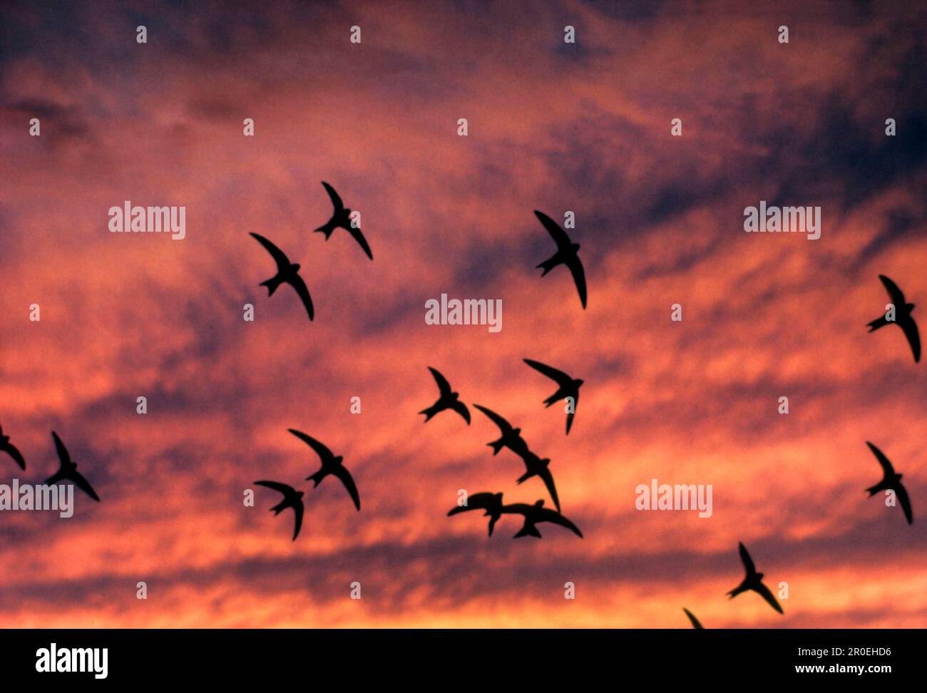 Common swift (Apus apus), in flight, silhouette at sunset, France Stock ...