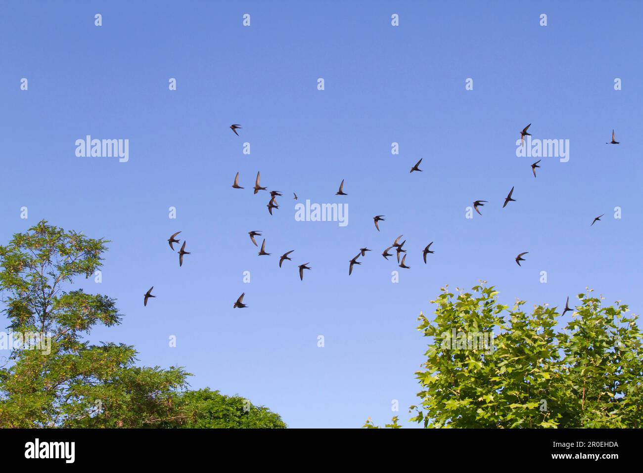 Common Swift (Apus apus) flock, in flight over trees, Castilla y Leon ...