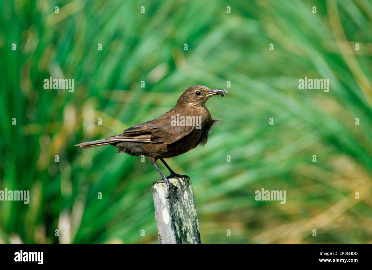 Plain Shorebird, Sooty-brown Shorebird, Sooty-brown Shorebirds ...