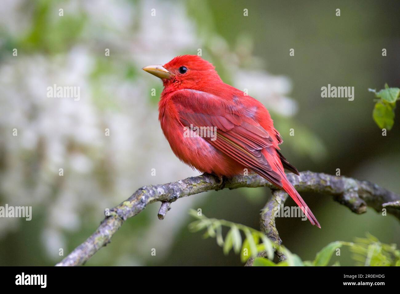 Summer Tanager, summer tanagers (Piranga rubra), tanagers, songbirds ...