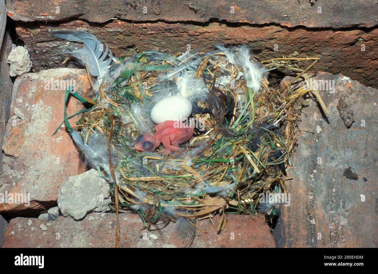 Common swift (Apus apus) egg and freshly hatched chick Stock Photo - Alamy