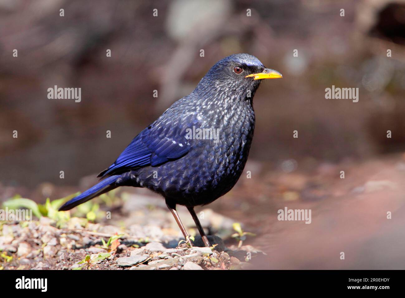 Myiophonus caeruleus hi-res stock photography and images - Alamy