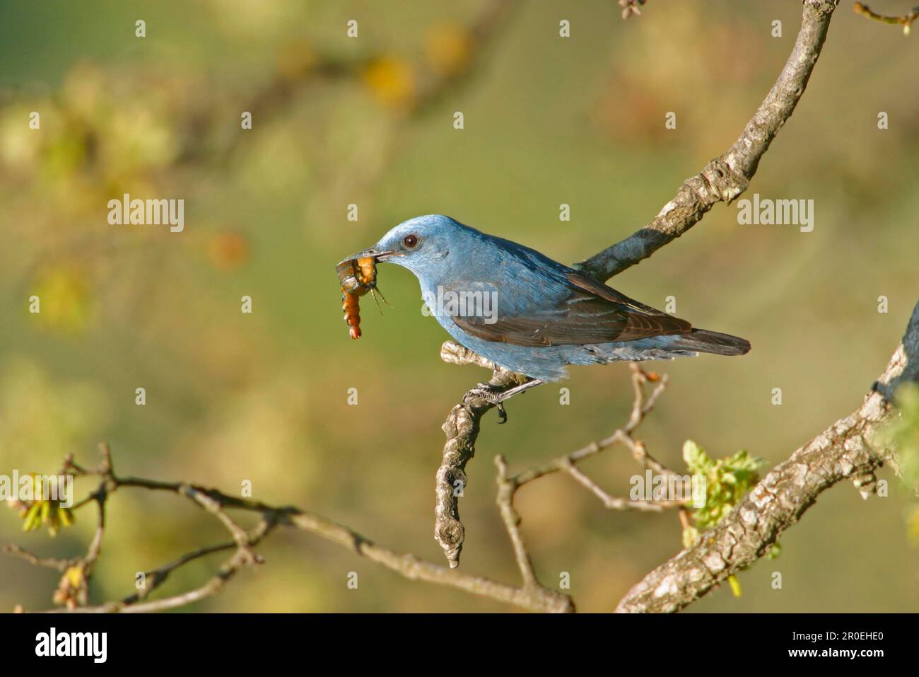 Blue rock thrush (Monticola solitarius) male carrying food to the nest ...
