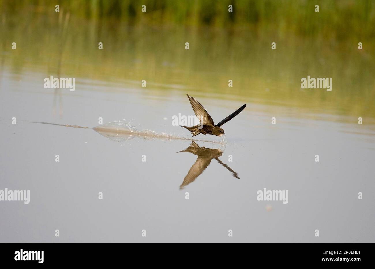 Common swift (Apus apus) Adult in flight over water, drinking Stock ...