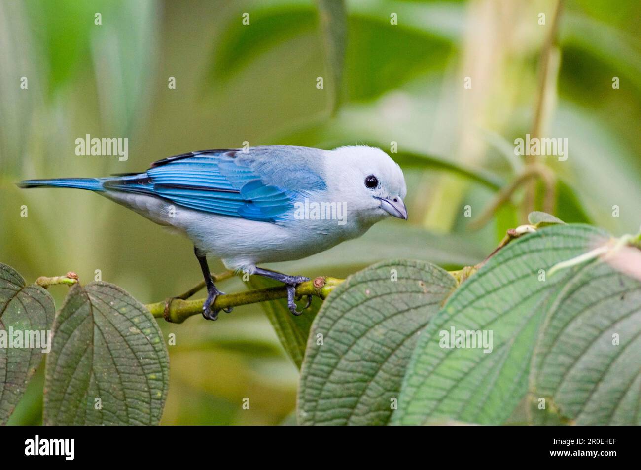 Bishop's Tanager, Bishop's Tanager, Blue Tanager, Blue-grey Tanager ...