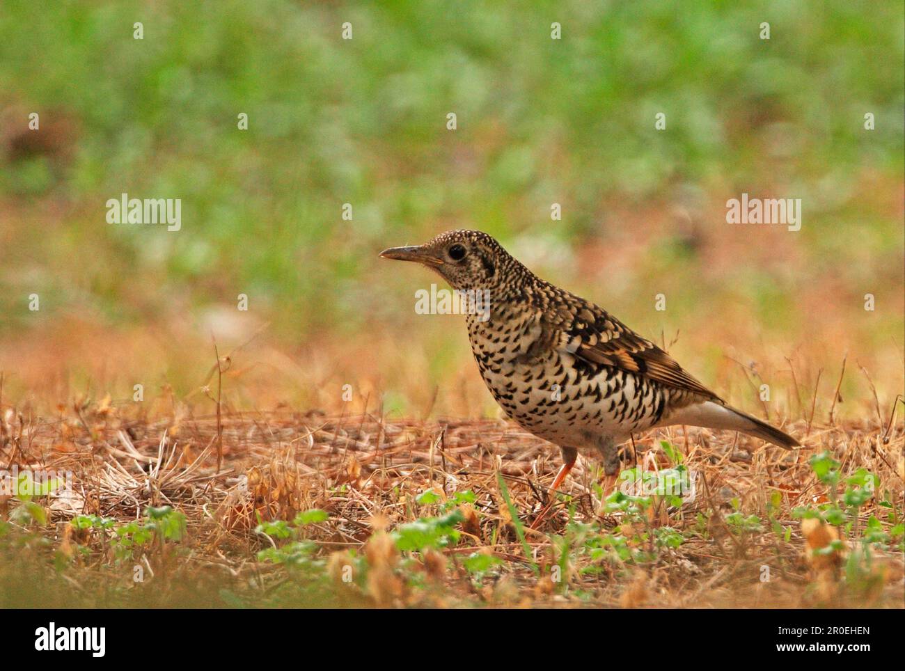 Scaly Thrush (Zoothera dauma aurea) adult, standing on ground, Beidaihe ...