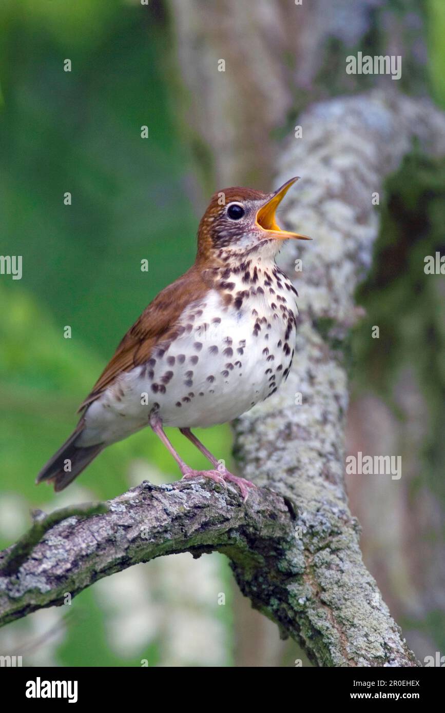 Wood thrush (Hylocichla mustelina) adult male, singing, utricularia ...