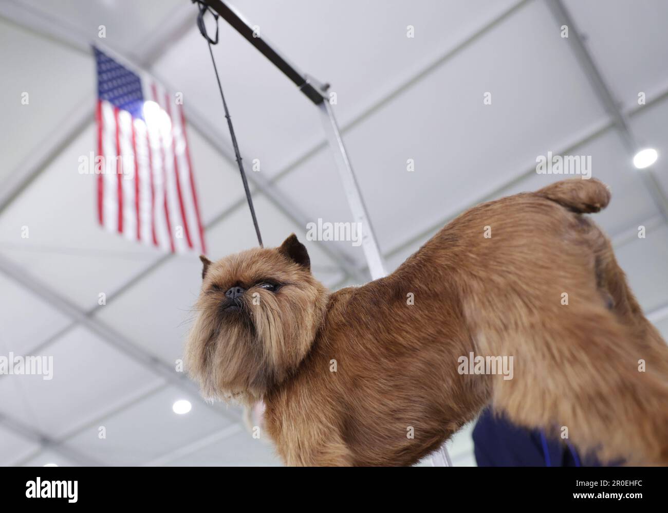 New York, United States. 08th May, 2023. Ralph the Brussels Griffon is ...
