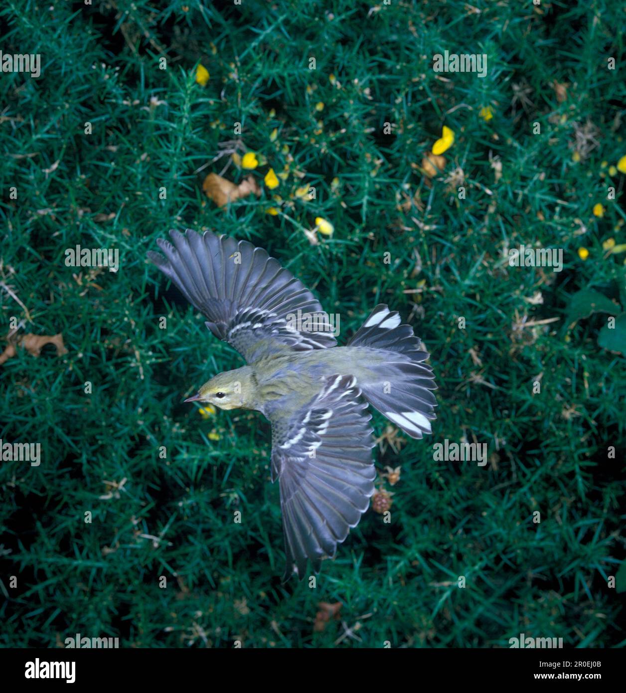 Blackpoll warbler (Dendroica striata), Songbirds, Animals, Birds ...