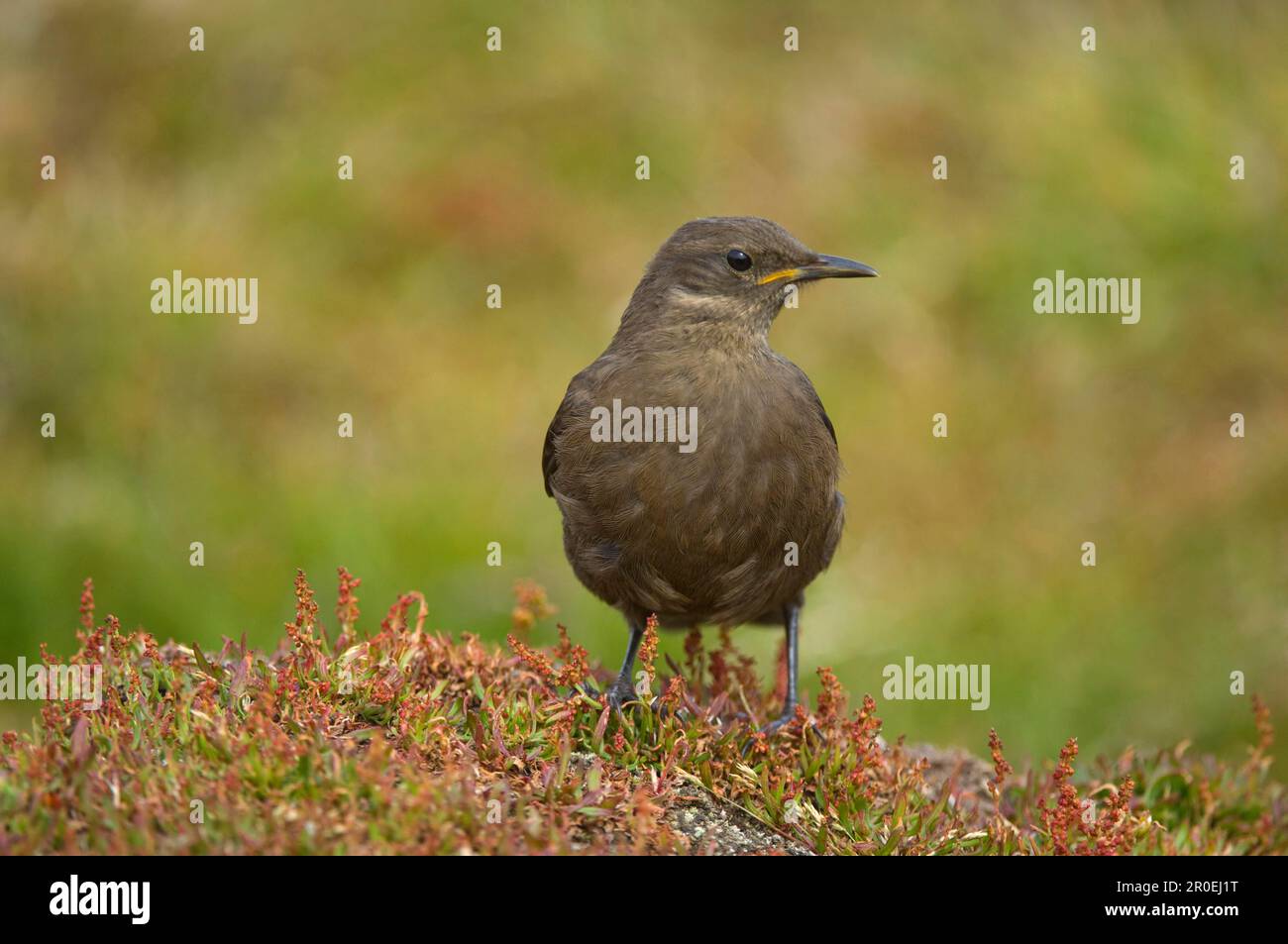 Monochrome Shorebird, blackish cinclodes (Cinclodes antarcticus), Sooty ...
