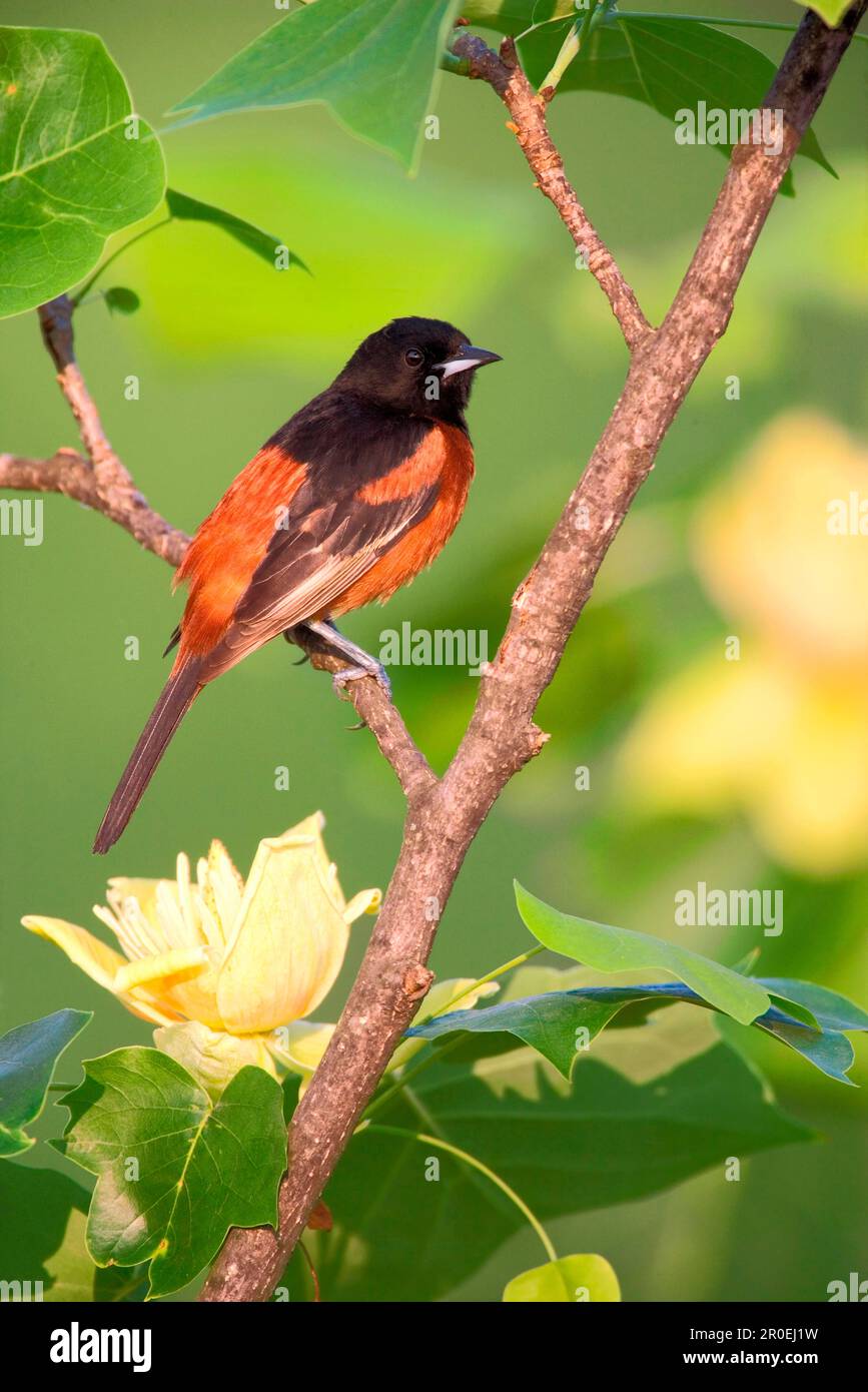 Orchard Oriole, orchard orioles (Icterus spurius), Trupial, Songbirds ...