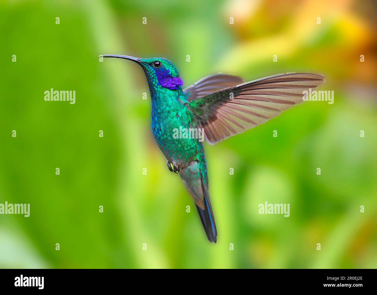 Mexican violetear colibri thalassinus in flight hi-res stock ...