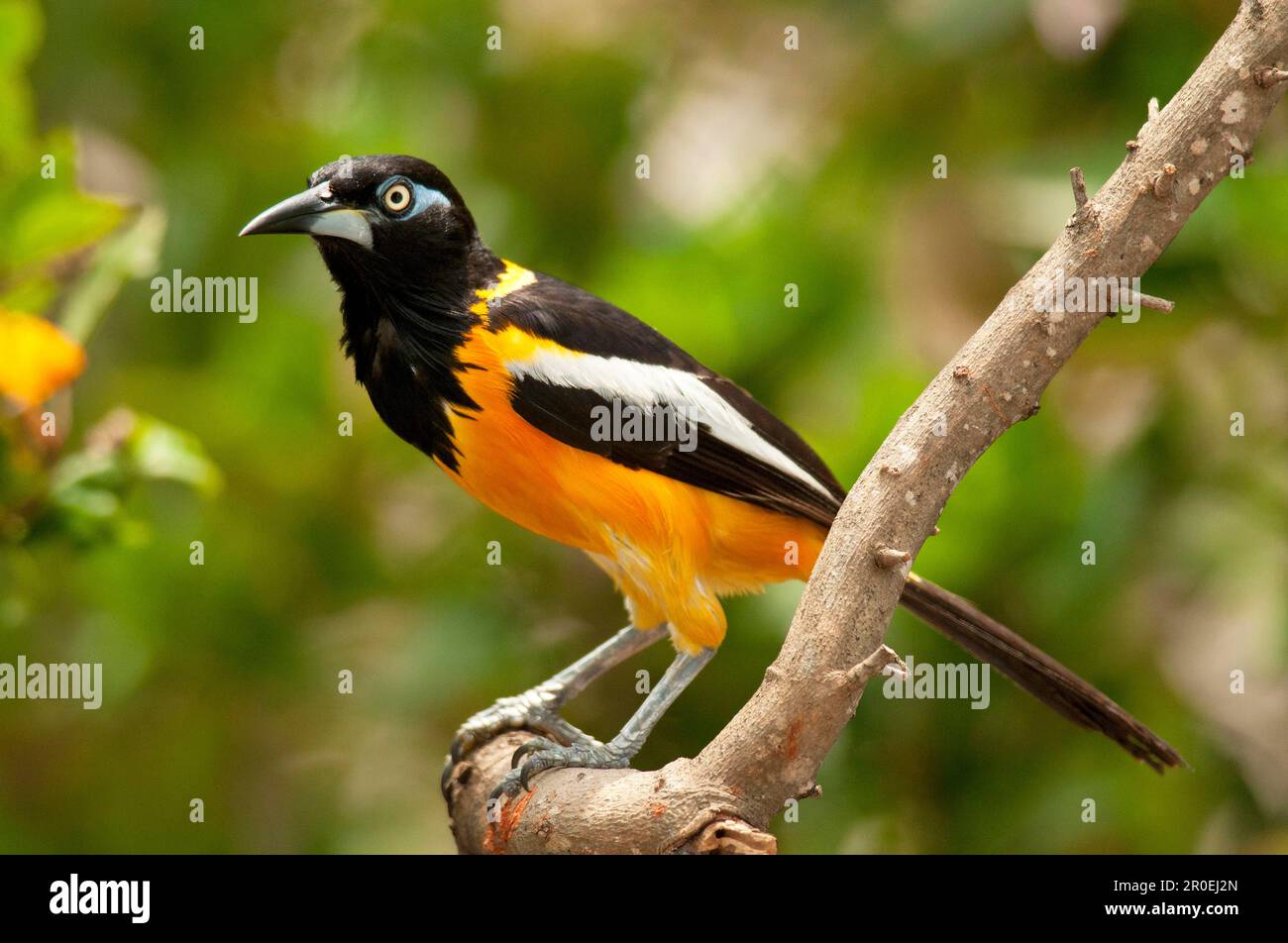 White-winged Oriole, venezuelan troupial (Icterus icterus), White ...