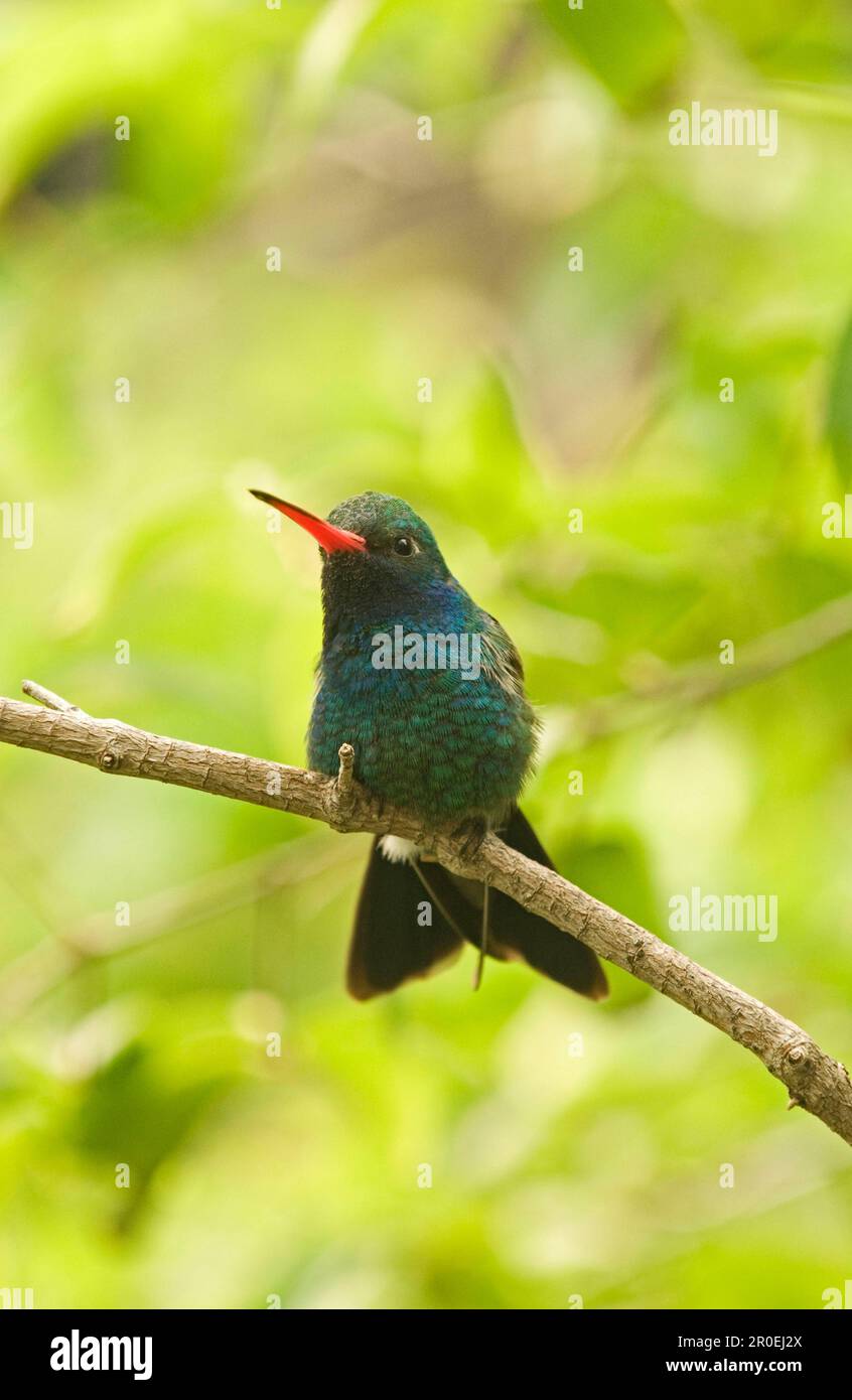 Broad-billed Hummingbird, broad-billed hummingbirds (Cynanthus ...