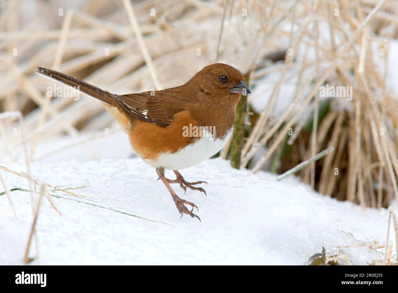 Eastern towhee (Pipilo erythrophthalmus), Lesser Reed Bunting ...