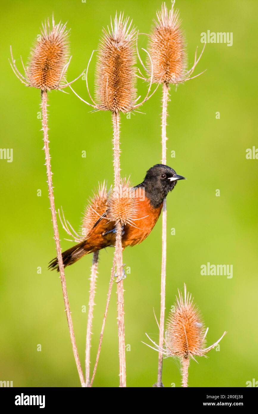 Orchard Oriole (Icterus spurius), Trupial, Trupiale, Songbirds, Animals ...