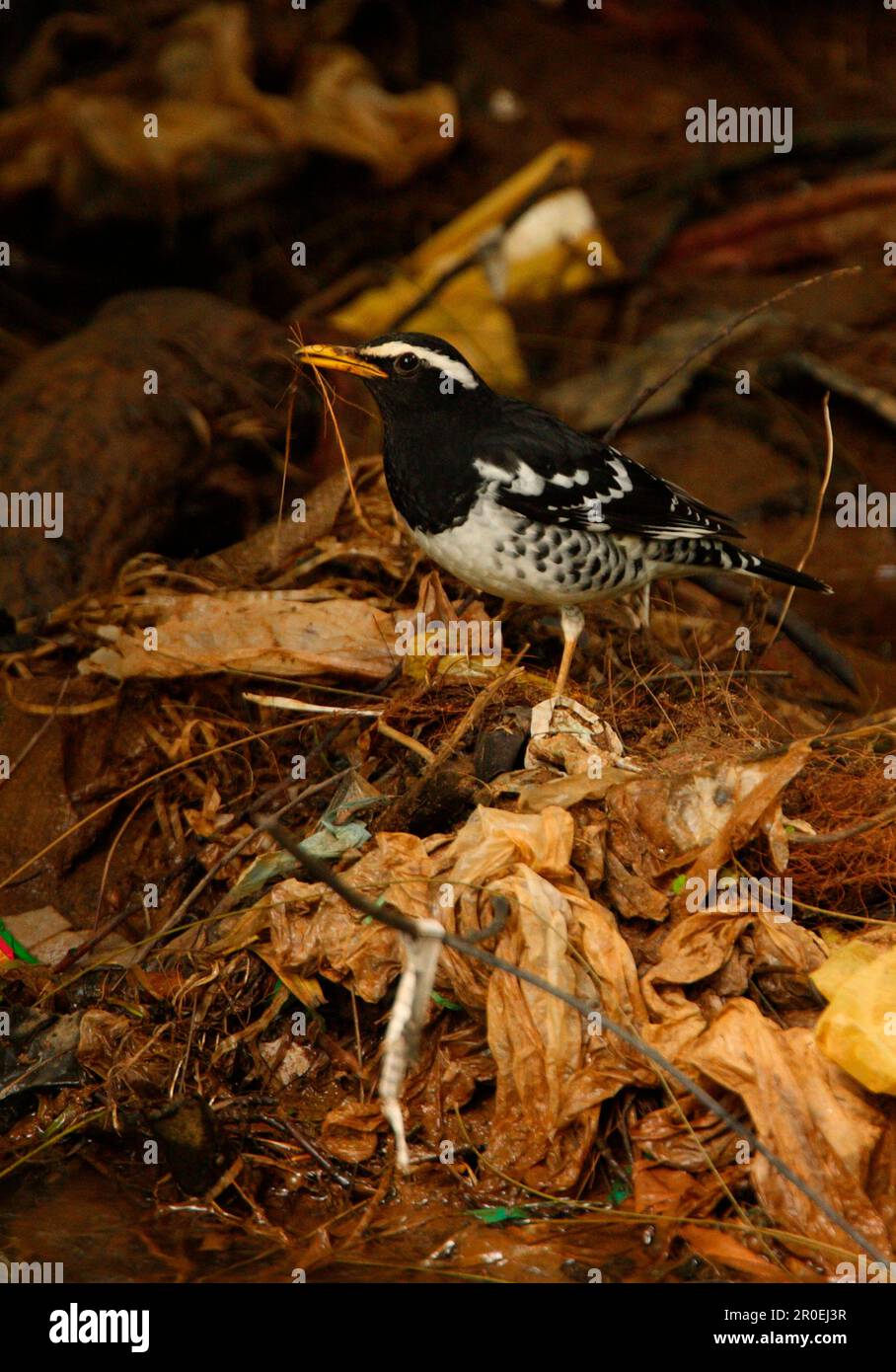 Pied Thrush (Zoothera wardii) adult male, feeding amongst rubbish in stream, Victoria Park ...