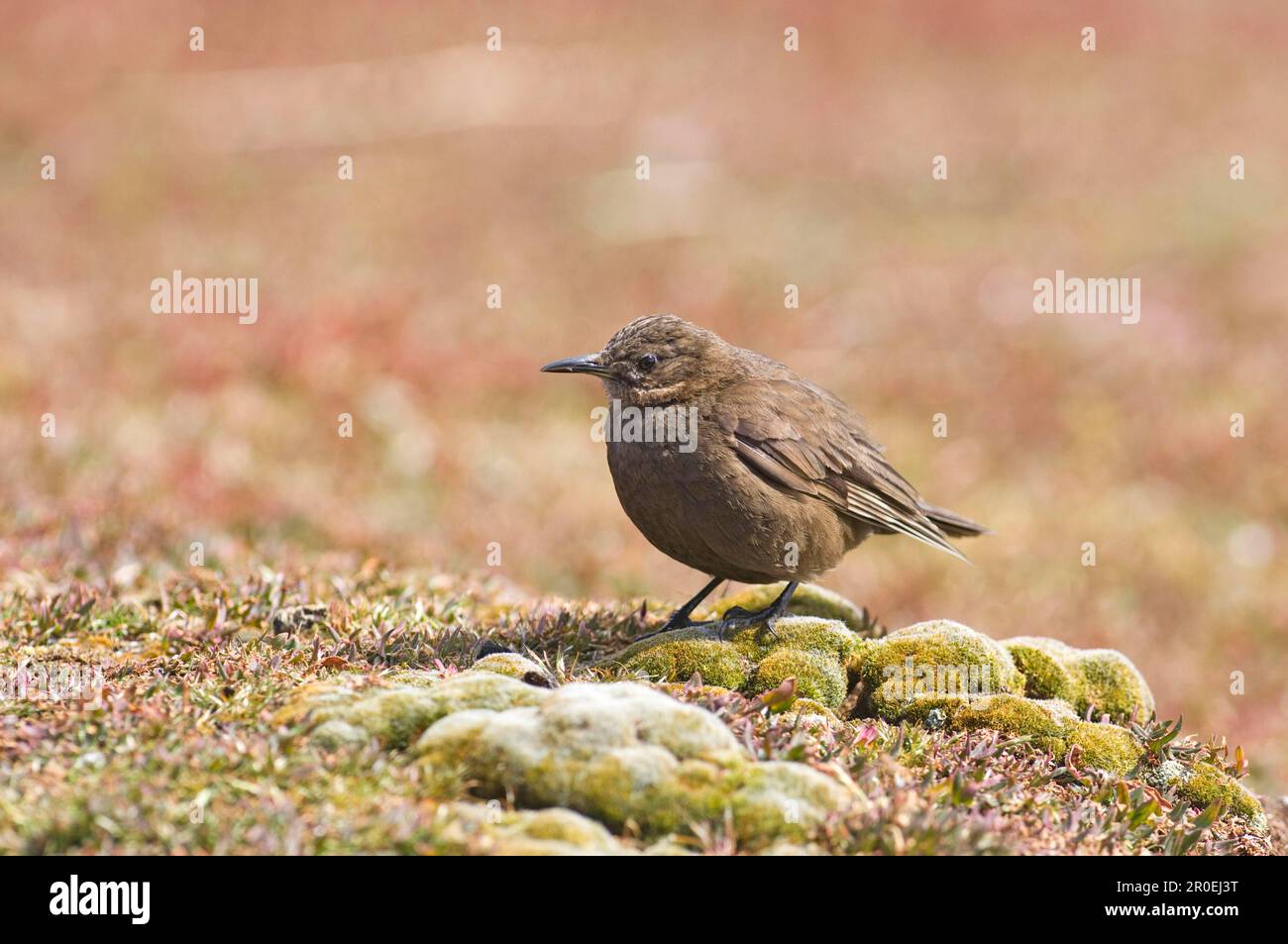 Monochrome Shorebird, blackish cinclodes (Cinclodes antarcticus), Sooty ...