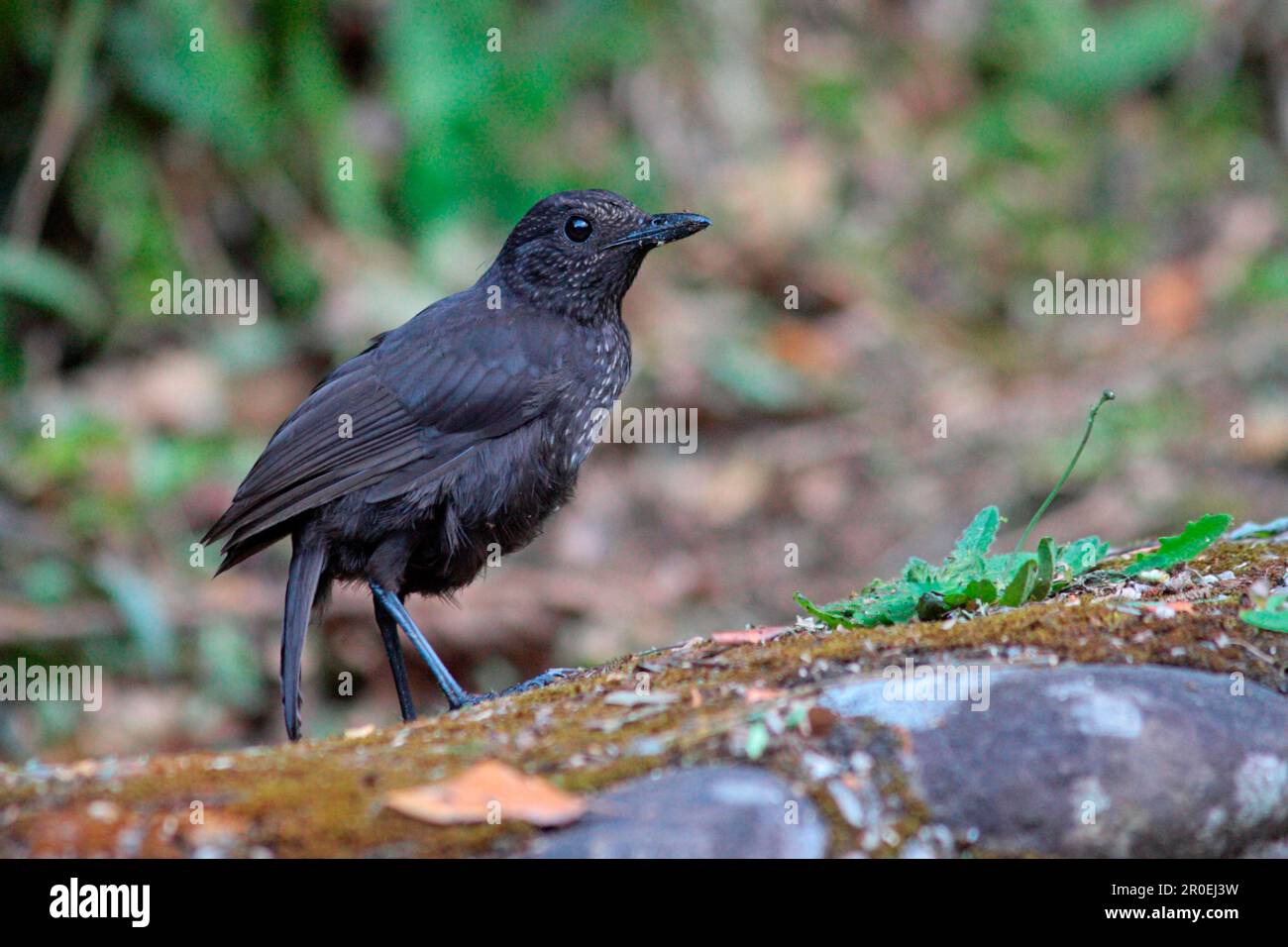 Bornean Whistling-thrush (Myophonus borneensis) adult, Gunung Kinabalu, Sabah, Borneo, Malaysia ...