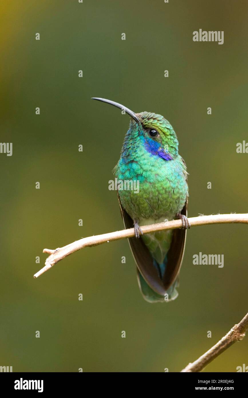 Trochilus thalassinus, Lesser (Colibri thalassinus) Violet-eared ...