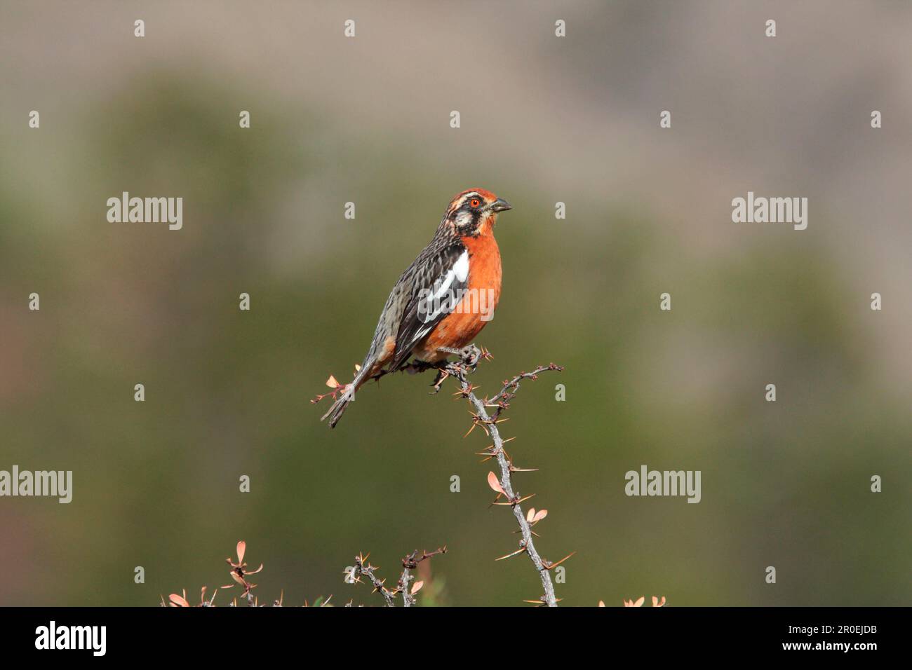 Rufous-tailed Plantcutter (Phytotoma rara), rufous-tailed plantcutter ...