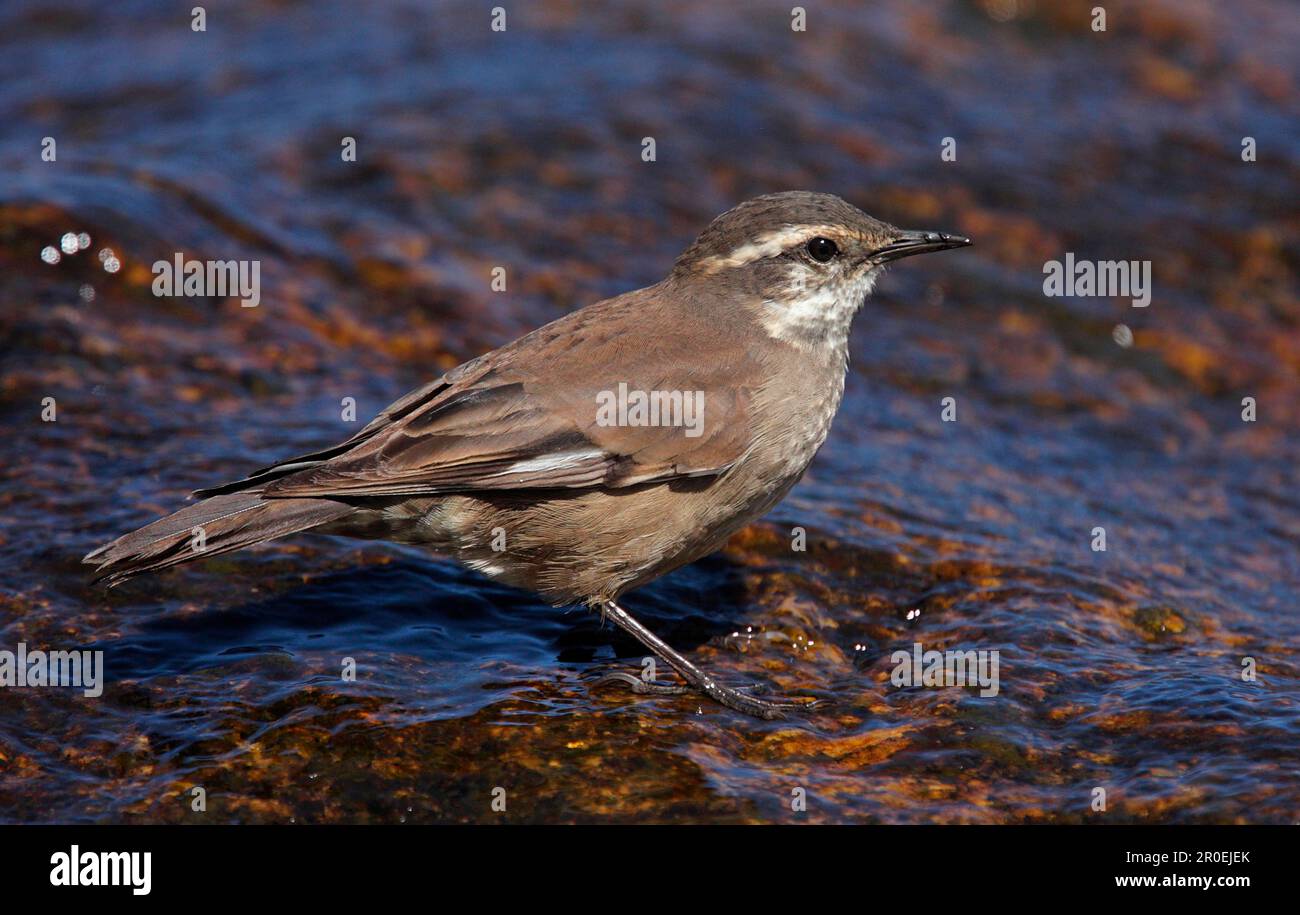 Olrog's cinclodes (Cinclodes olrogi), songbirds, animals, birds, Olrog ...
