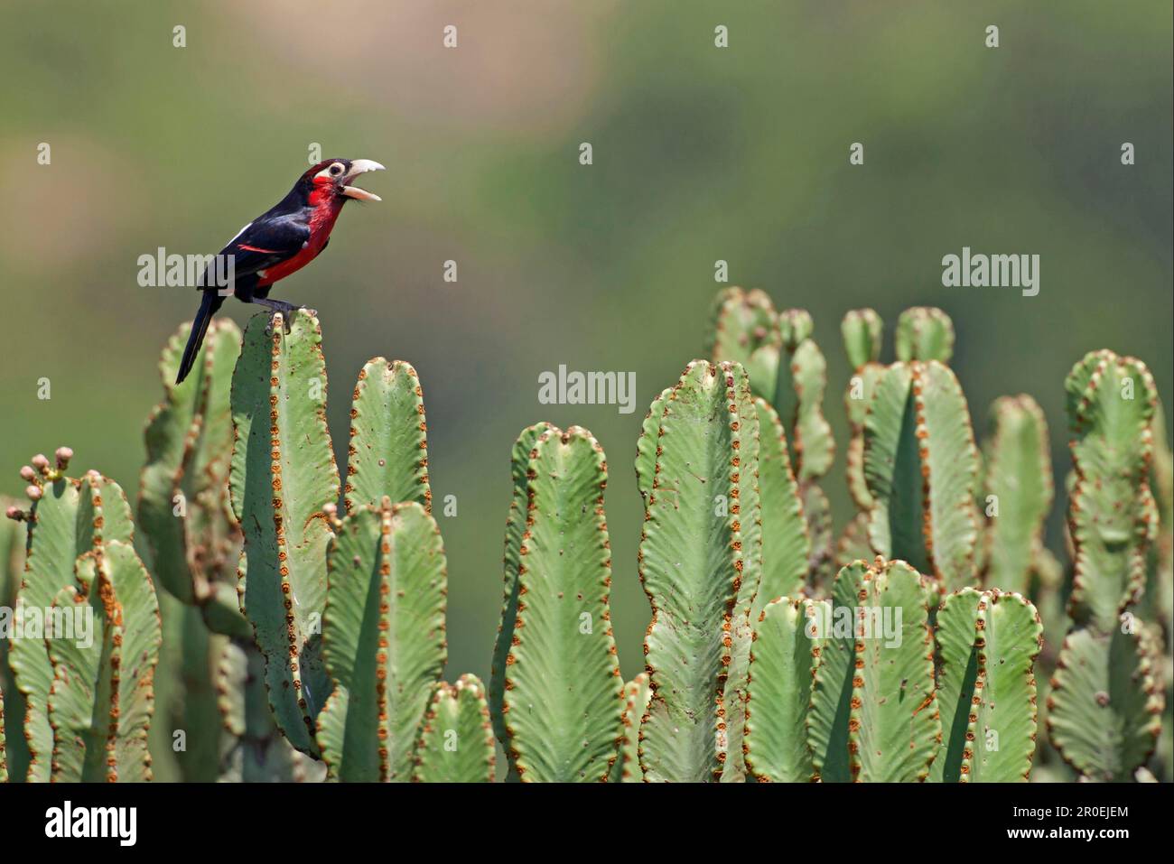 Double-toothed barbet (Lybius bidentatus), Double-toothed Barbet ...