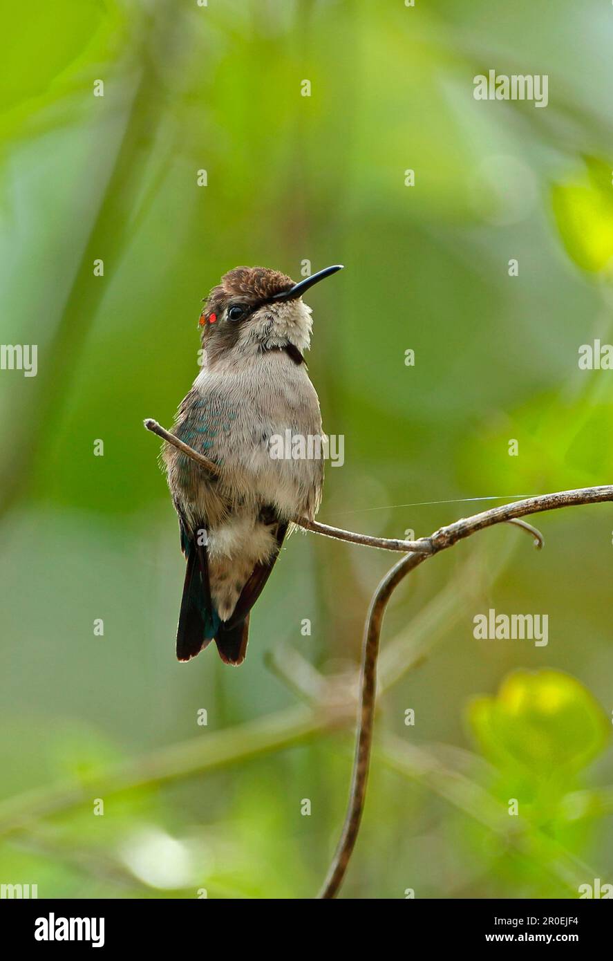 Cuban bee hummingbird hi-res stock photography and images - Alamy