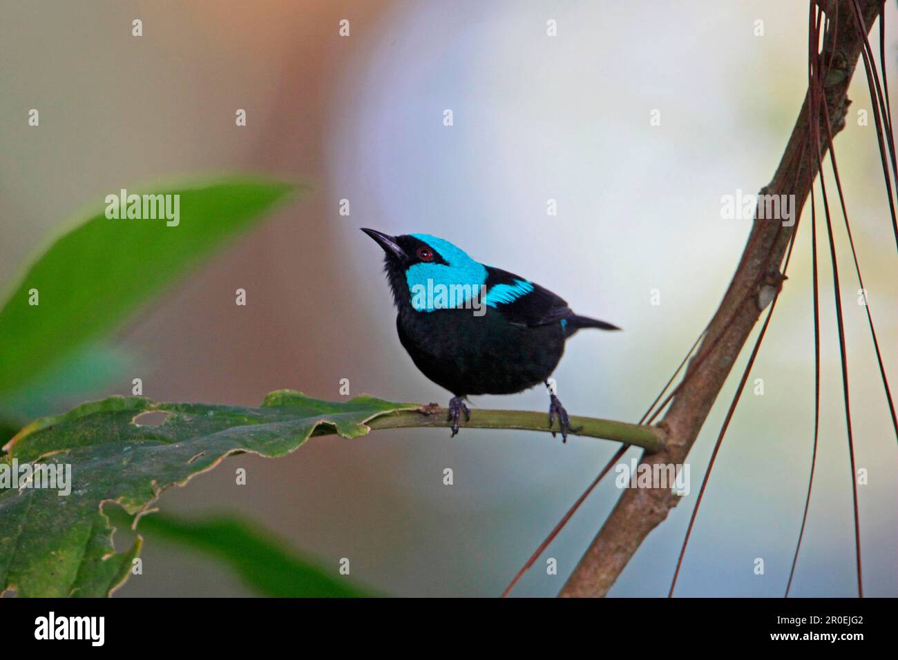 Scarlet-thighed Dacnis (Dacnis venusta) adult male, perched on leaf ...