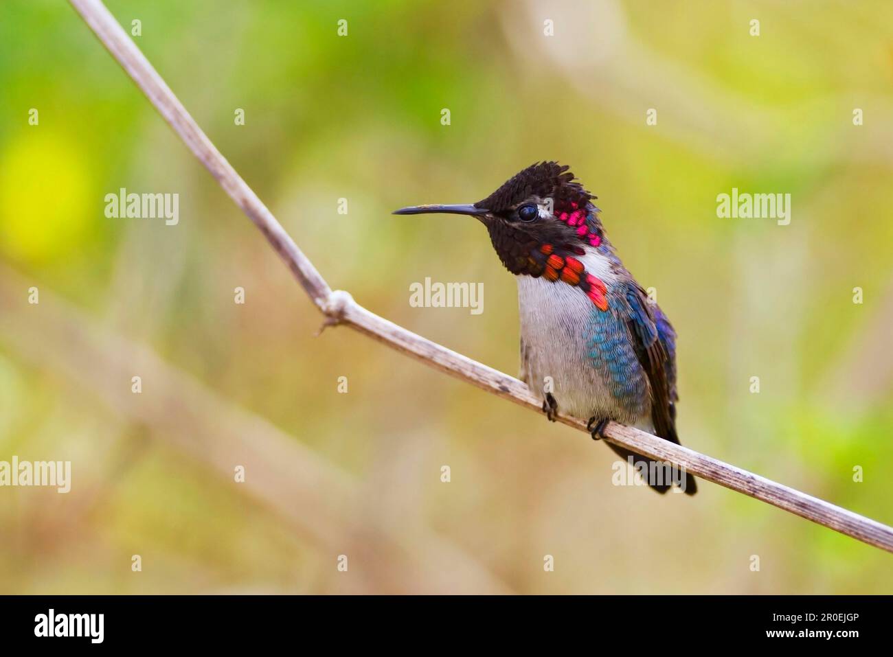 Cuban bee hummingbird hi-res stock photography and images - Alamy