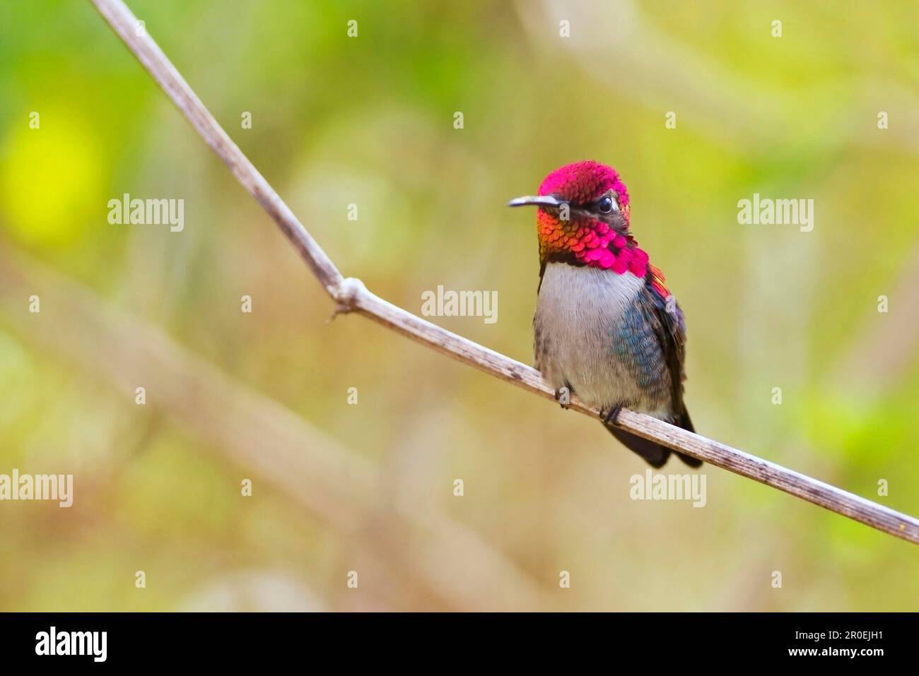 Cuban bee hummingbird hi-res stock photography and images - Alamy